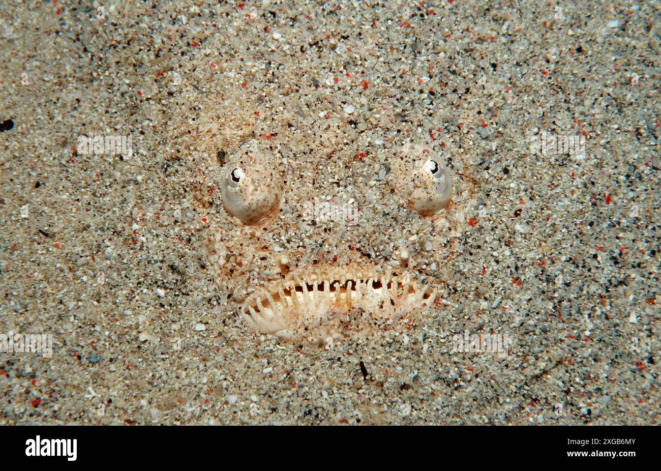 Marbled stargazer, Uranoscopus bicinctus, Indonesia, Indian Ocean ...