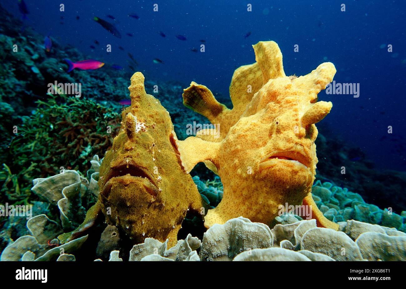 Two Giant frogfishes, Antennarius commersonii, Philippines, Bohol Sea ...