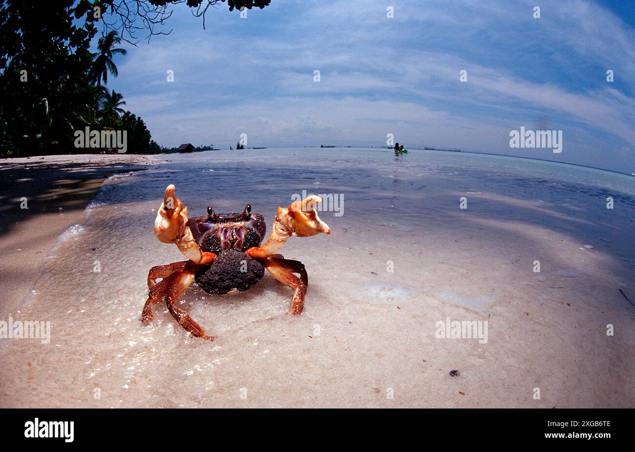 Sparring female crab with eggs, Gecarcinidae, Philippines, Bohol Sea ...