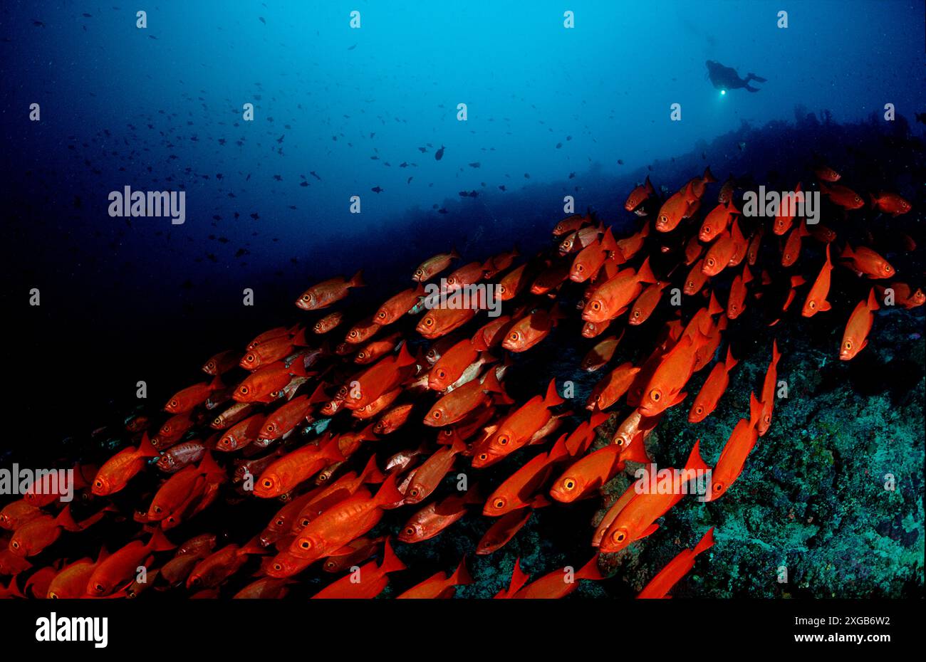 Crescent-tail bigeye, Priacanthus hamrur and scuba diver, Mauritius ...