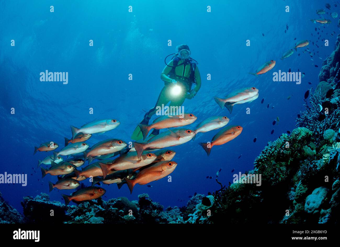 School of snappers hi-res stock photography and images - Alamy