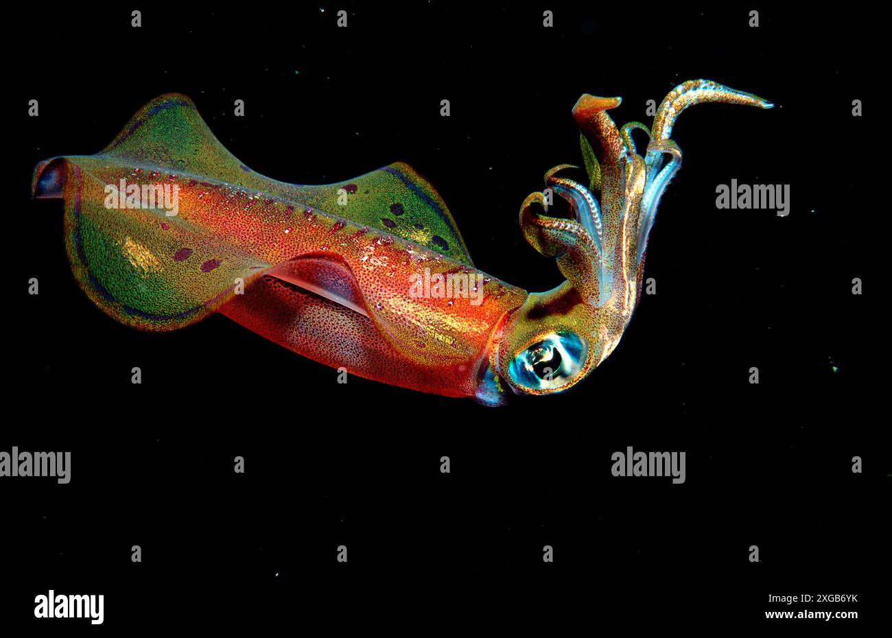 Red sea squid hi-res stock photography and images - Alamy