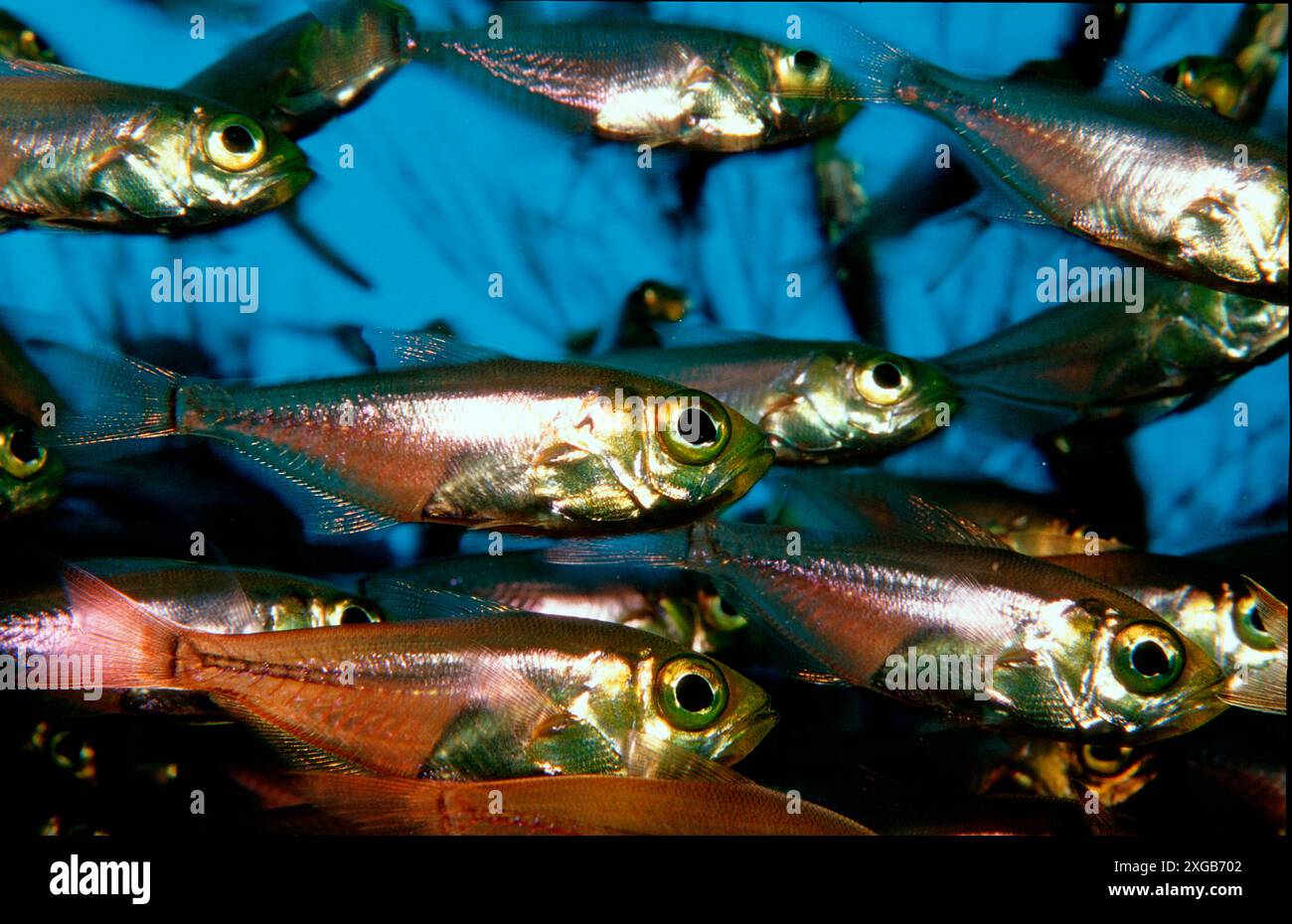 Red sea sweeper hi-res stock photography and images - Alamy