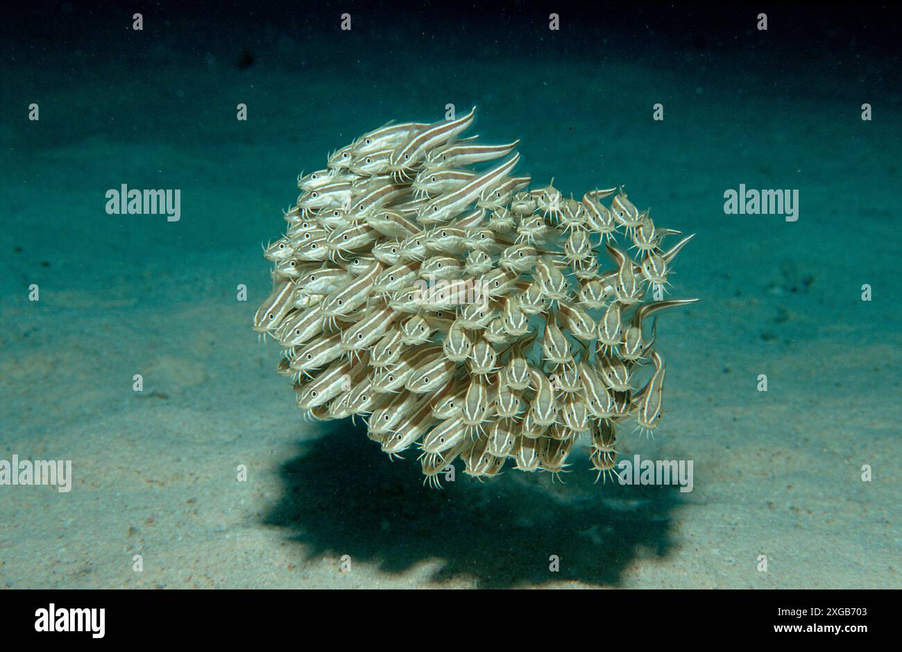 Striped eel catfish, Plotosus lineatus, Egypt, Red Sea, Hurghada Stock ...