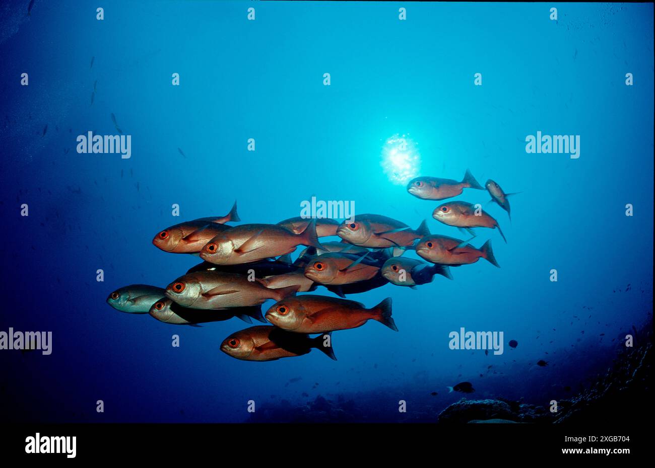 Crescent-tail bigeye, Priacanthus hamrur, Papua New Guinea, Pacific ...