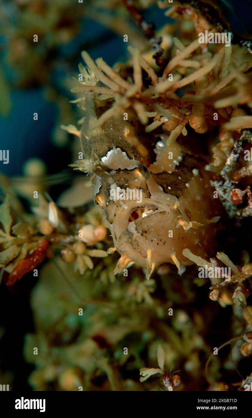 Sargassum frogfish, Histrio histrio, Papua New Guinea, Pacific ocean Stock Photo - Alamy