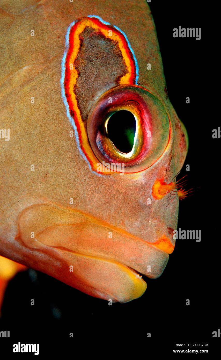 Arc-eye hawkfish, Paracirrhitus arcatus, Maldives Island, Indian Ocean ...