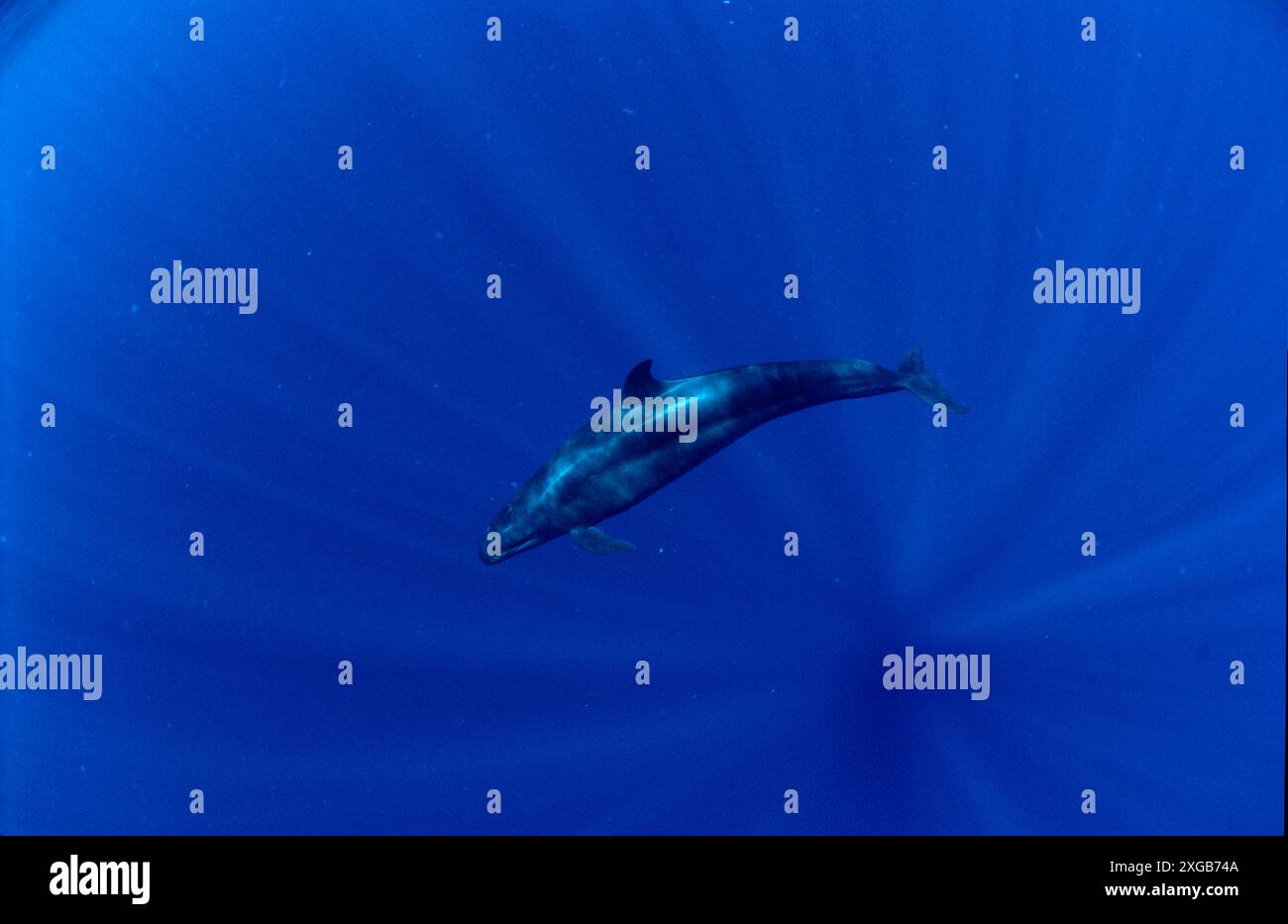 False Killer Whale, Pseudorca crassidens, Papua New Guinea, Pacific ...