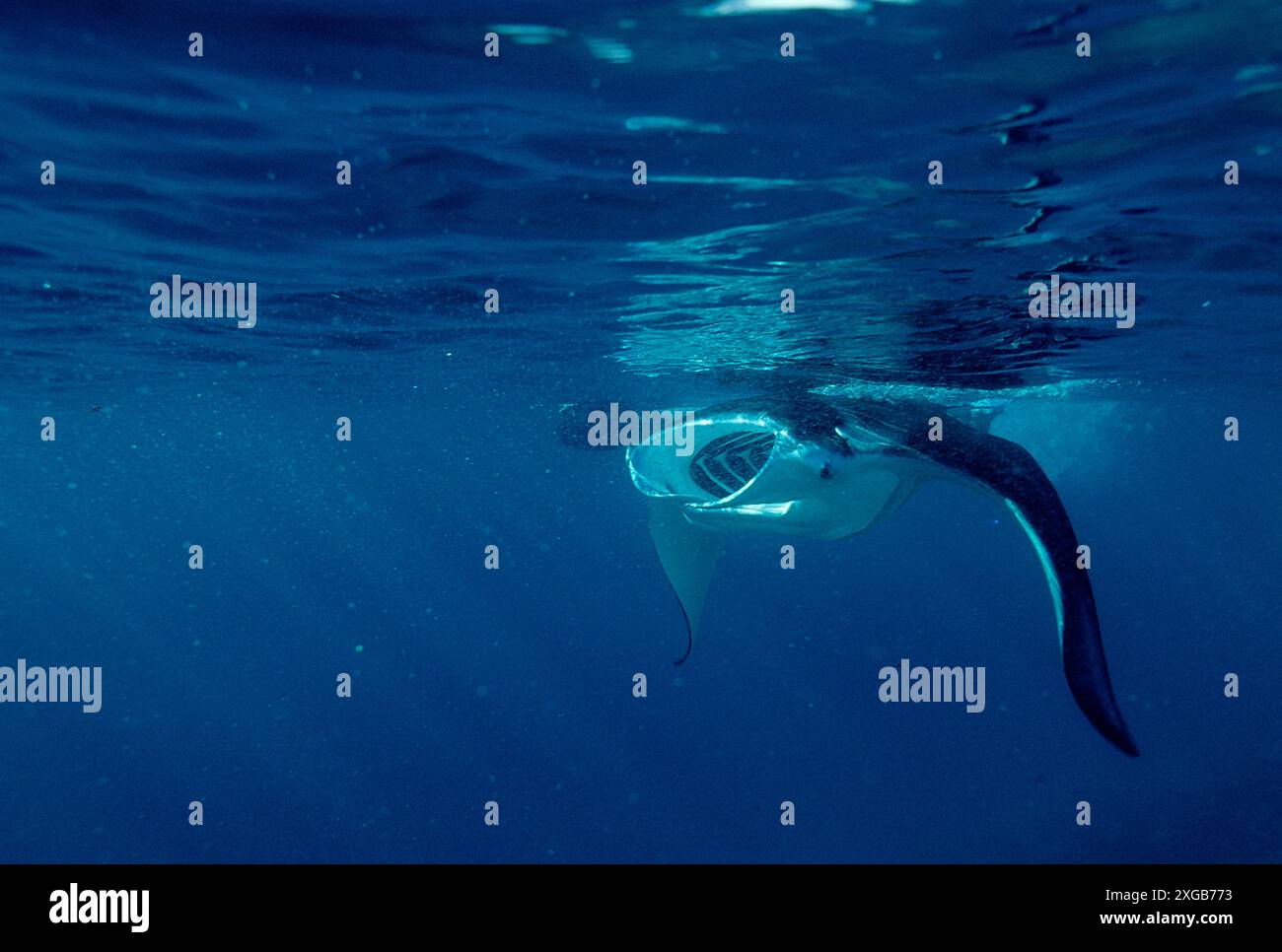 Manta ray eats plancton, Manta birostris, Maldives Island, Indian Ocean ...