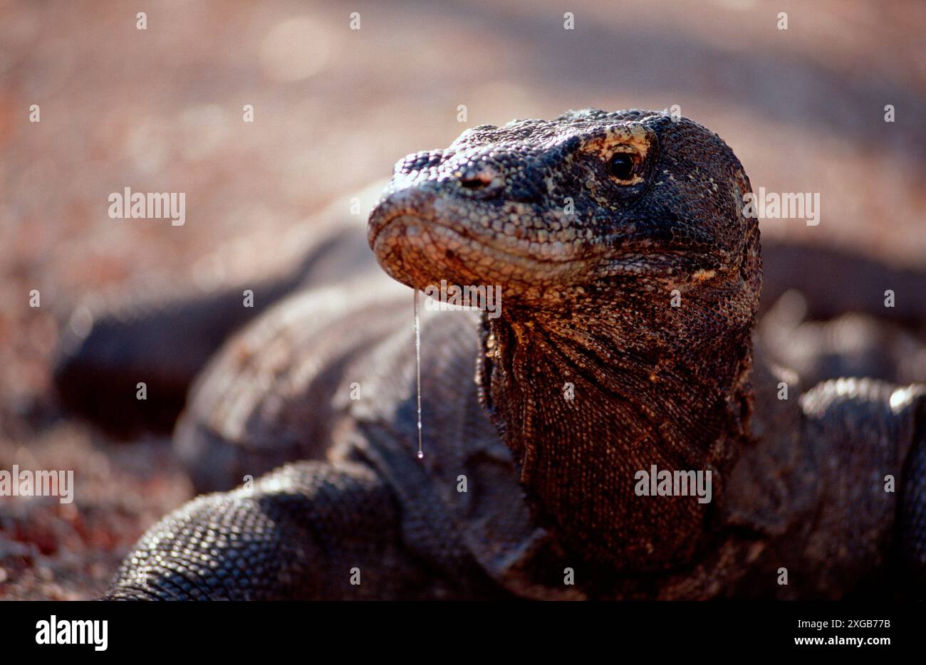 Camouflage komodo dragon hi-res stock photography and images - Alamy