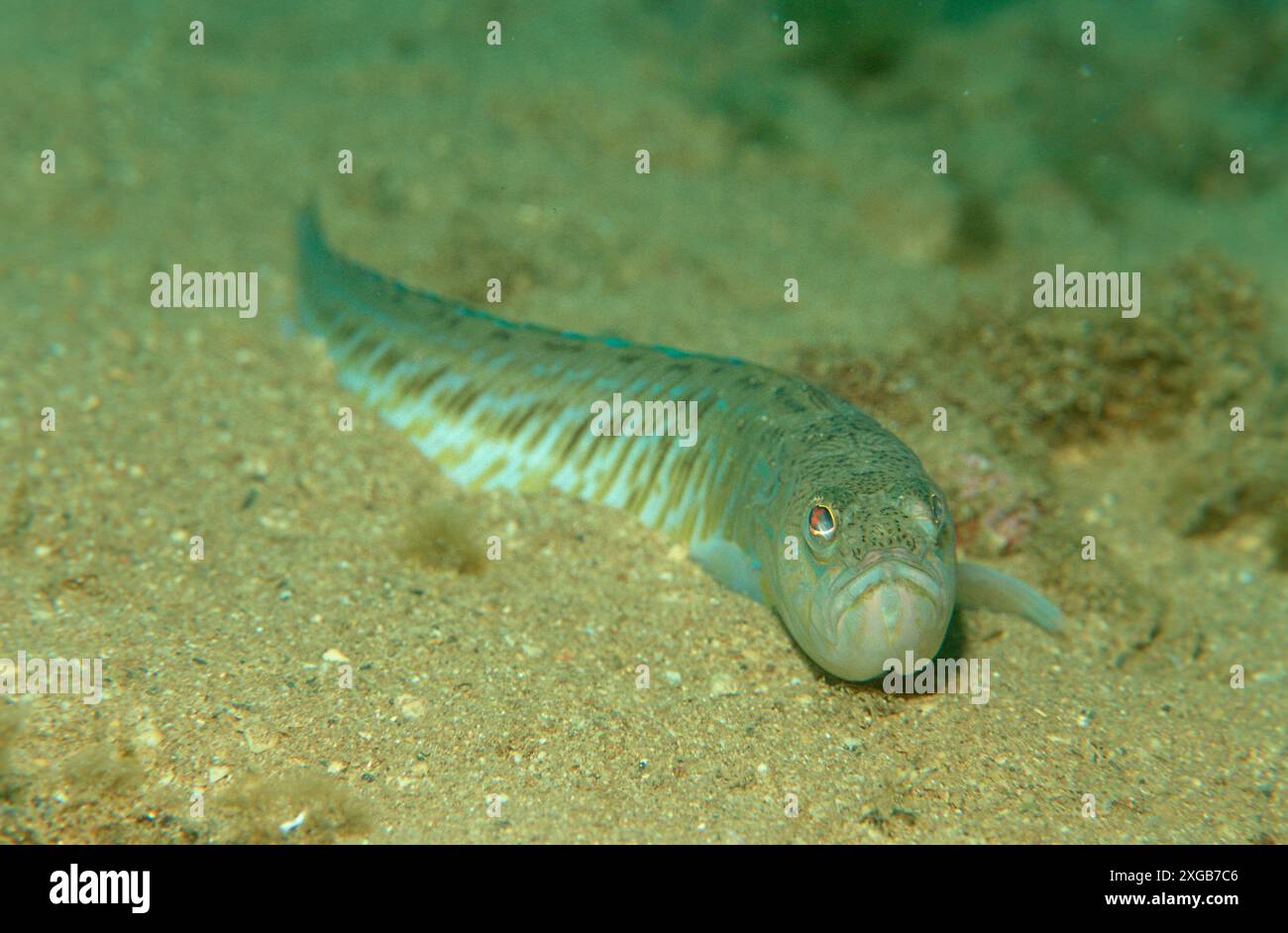 Greater weever, Weaver fish, Trachinus draco, Croatia, Istria ...