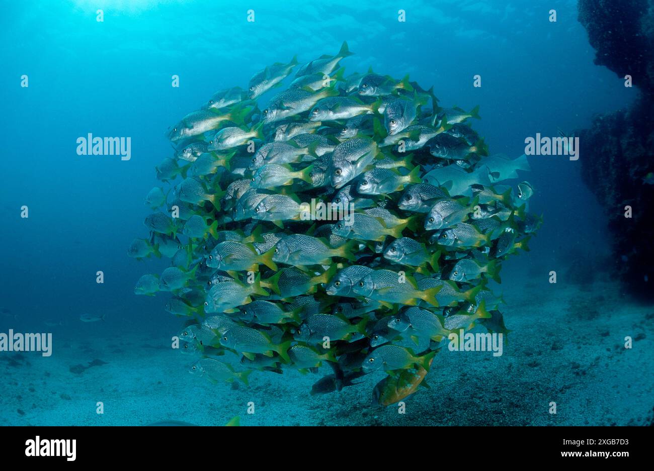 YELLOWTAIL GRUNTS, Anisotremus interruptus, Ecuador, South America ...