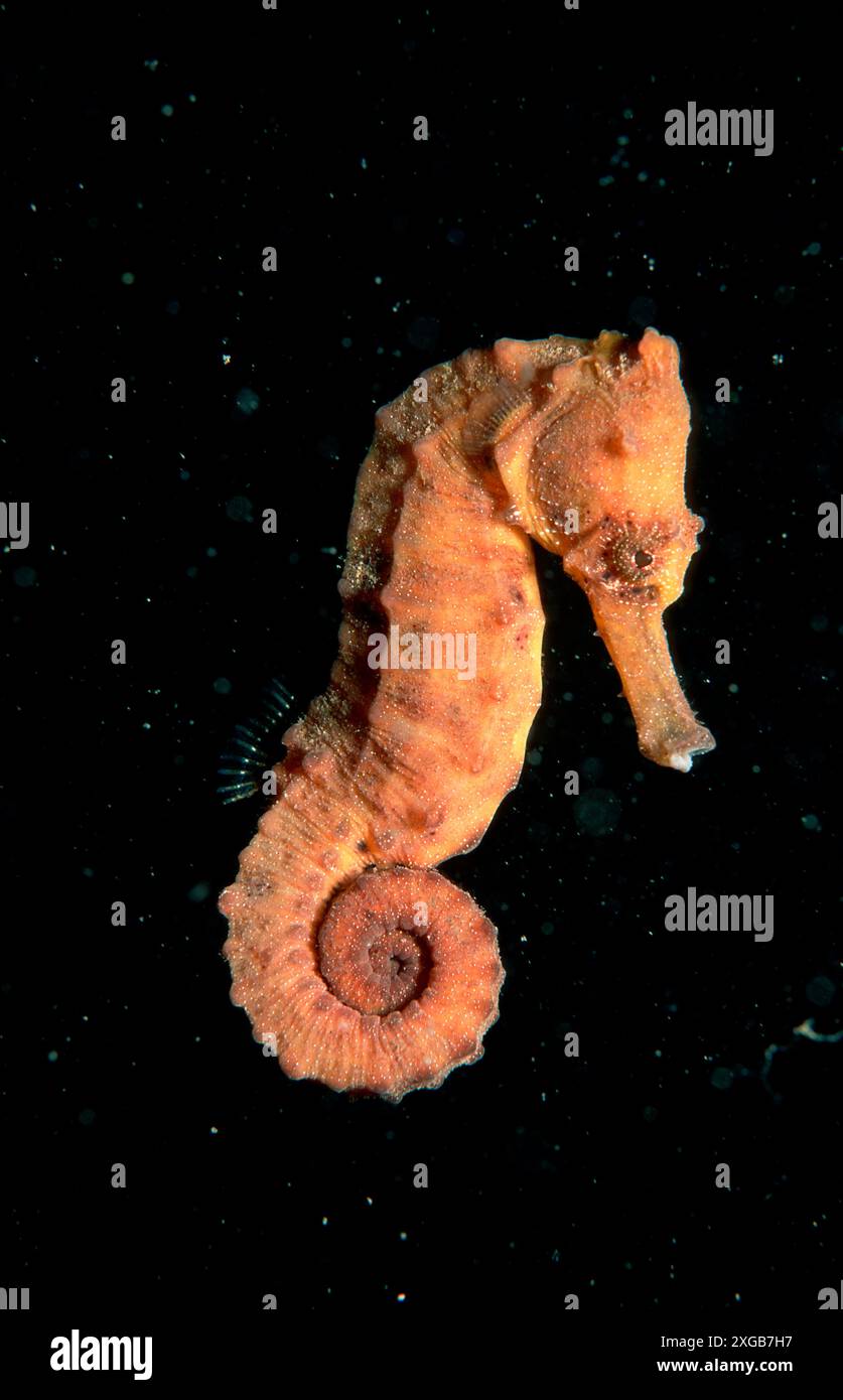 Longsnout Seahorse, Hippocampus reidi, Papua New Guinea, Pacific ocean ...