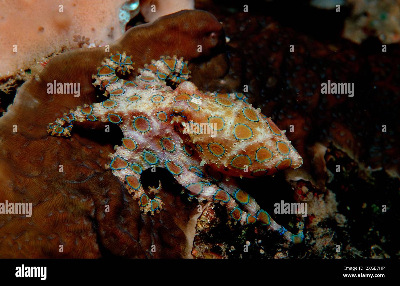 Blue Ringed Octopus, Hapolochlaena lunulata, Australia, Pacific Ocean ...