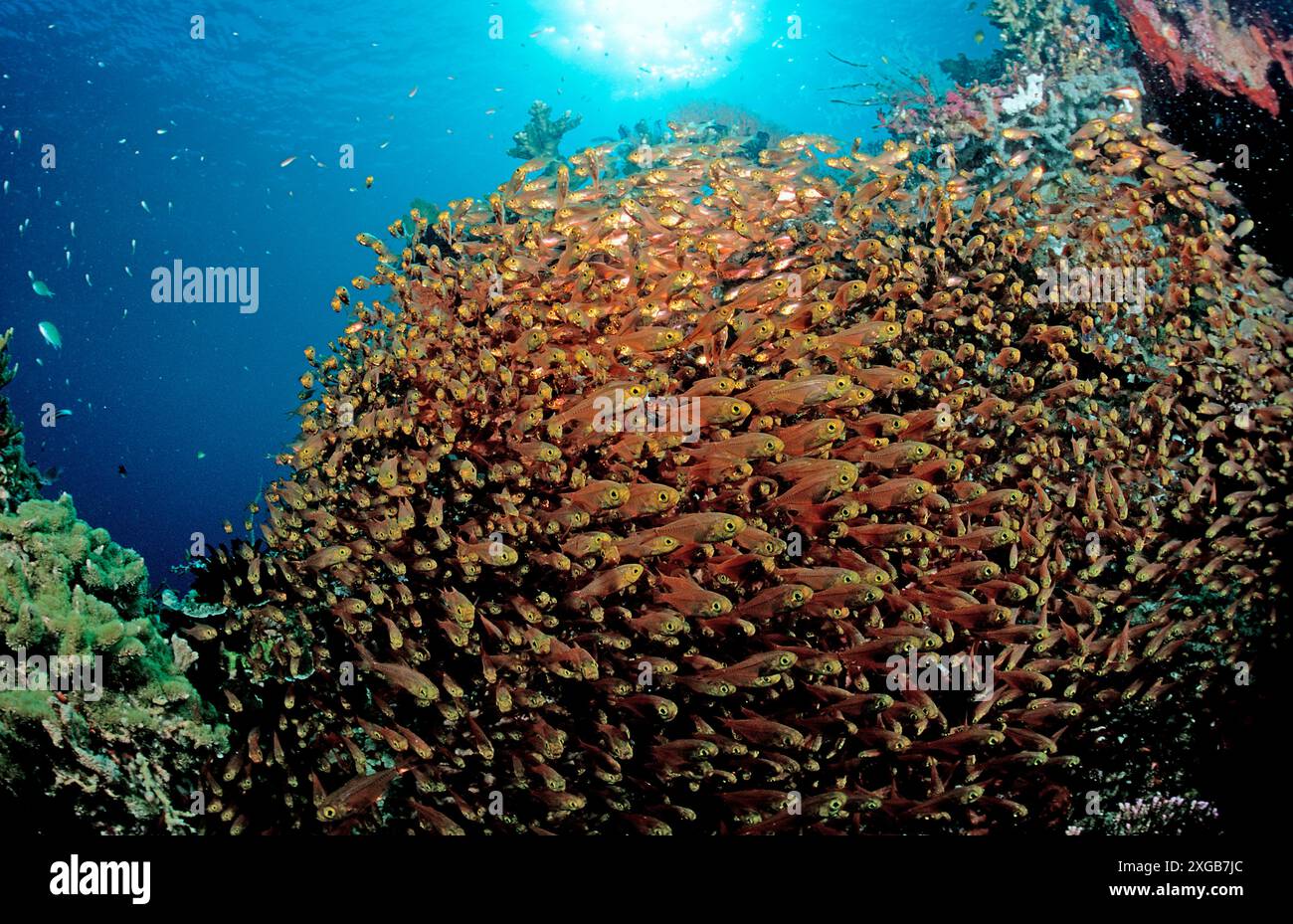 Schooling Pygmy sweeper, Parapriacanthus ransonneti, Indonesia, Indian ...