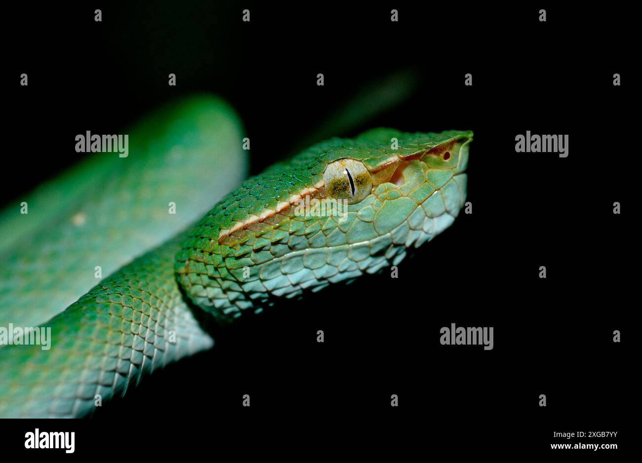 Waglers Temple Viper, Tropidolaemus wagleri, Malaysia, Borneo, Sabah ...