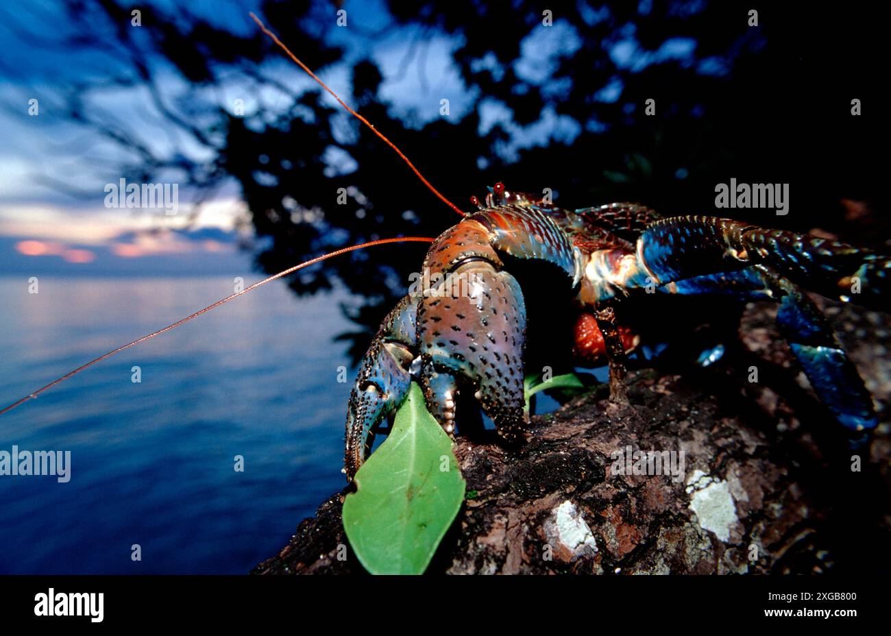 Coconut Robber Crab, Birgus latro, Malaysia, Borneo, Sabah, Sipadan ...