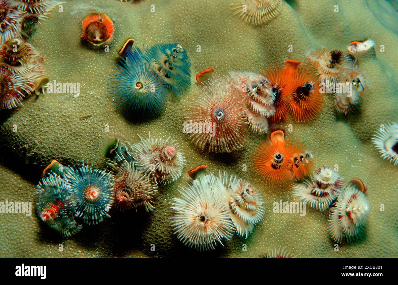 Christmas-tree-worm, Spirobranchus giganteus, Malaysia, Pazifik ...