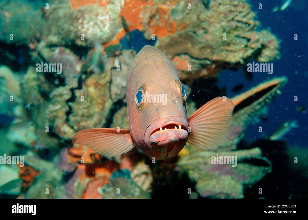 Red snapper, Red reef snapper, Lutjanus bohar, Malaysia, Pazifik ...
