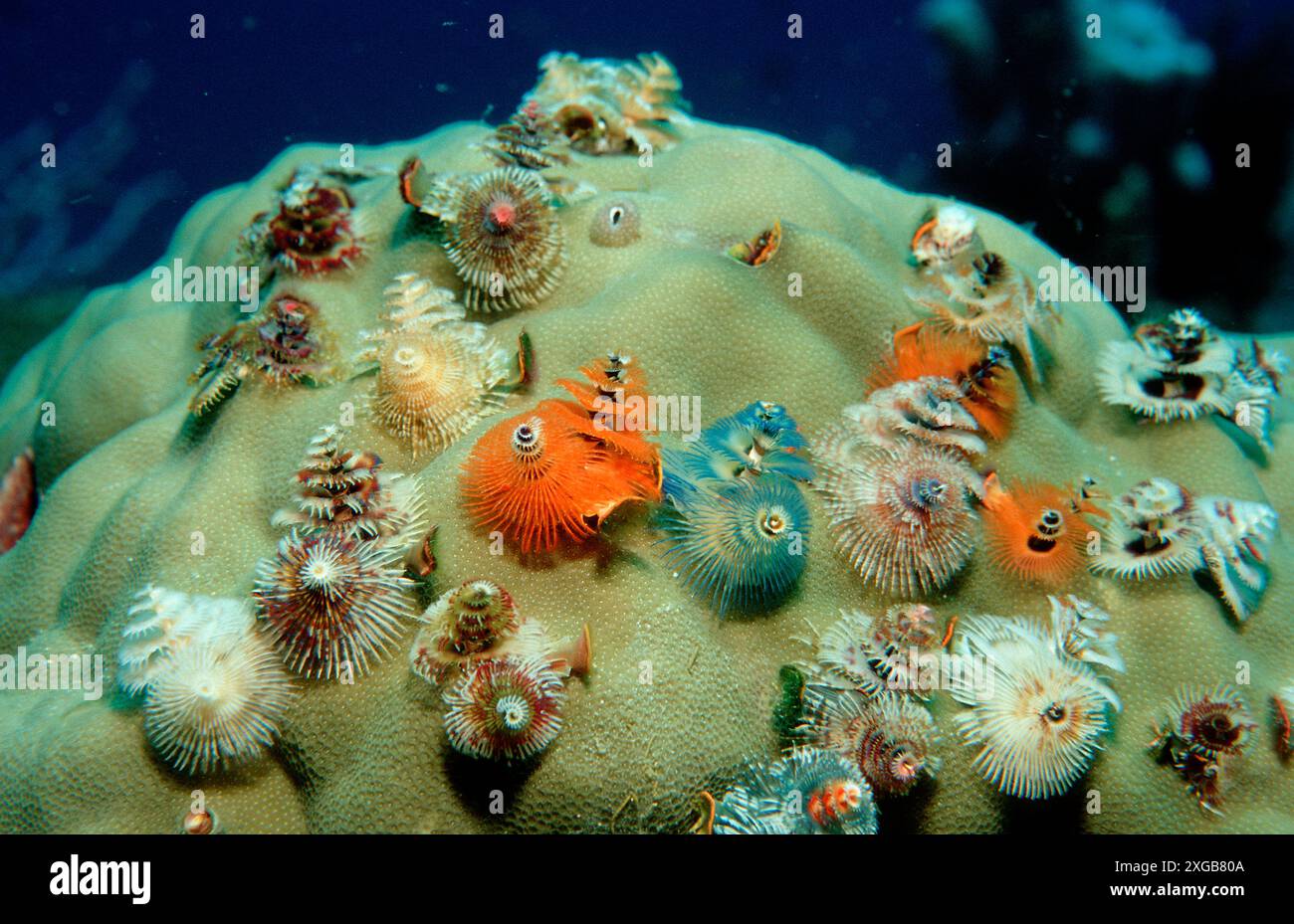 Christmas-tree-worm, Spirobranchus giganteus, Malaysia, Pazifik ...