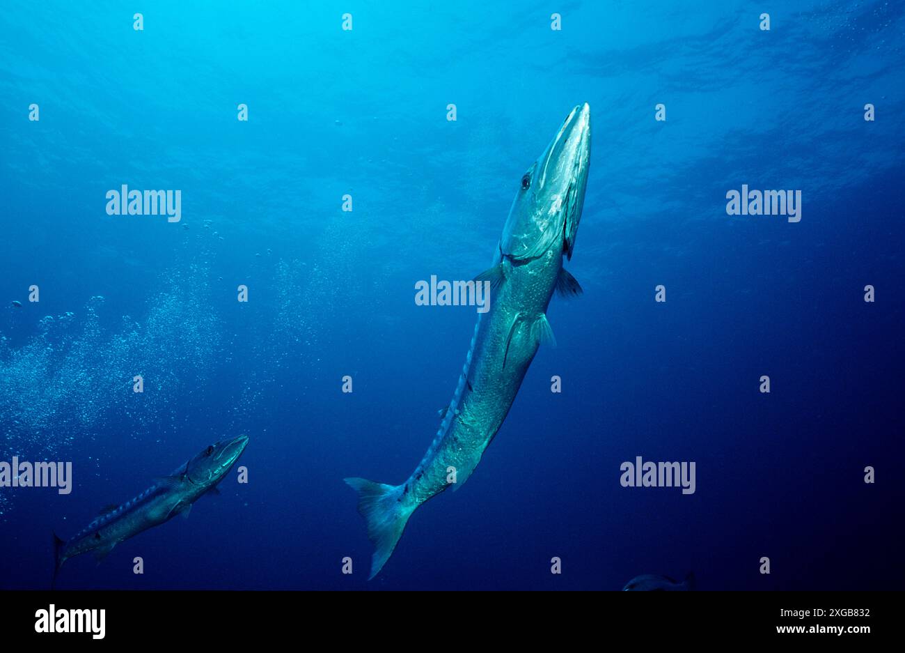 Great Barracuda, Sphyraena barracuda, Burma, Myanmar, Birma, Indian ...