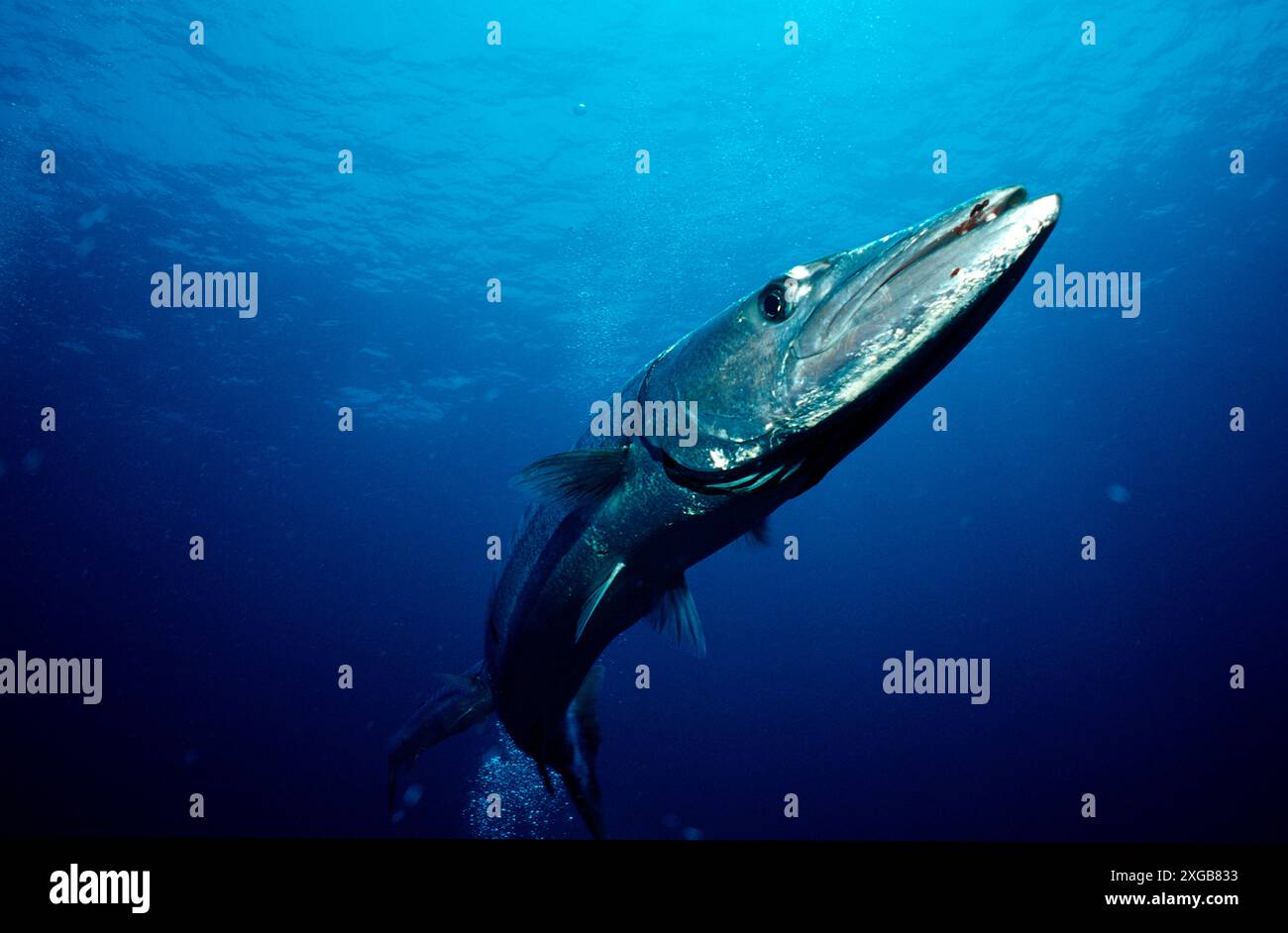 Great Barracuda, Sphyraena barracuda, Burma, Myanmar, Birma, Indian ...