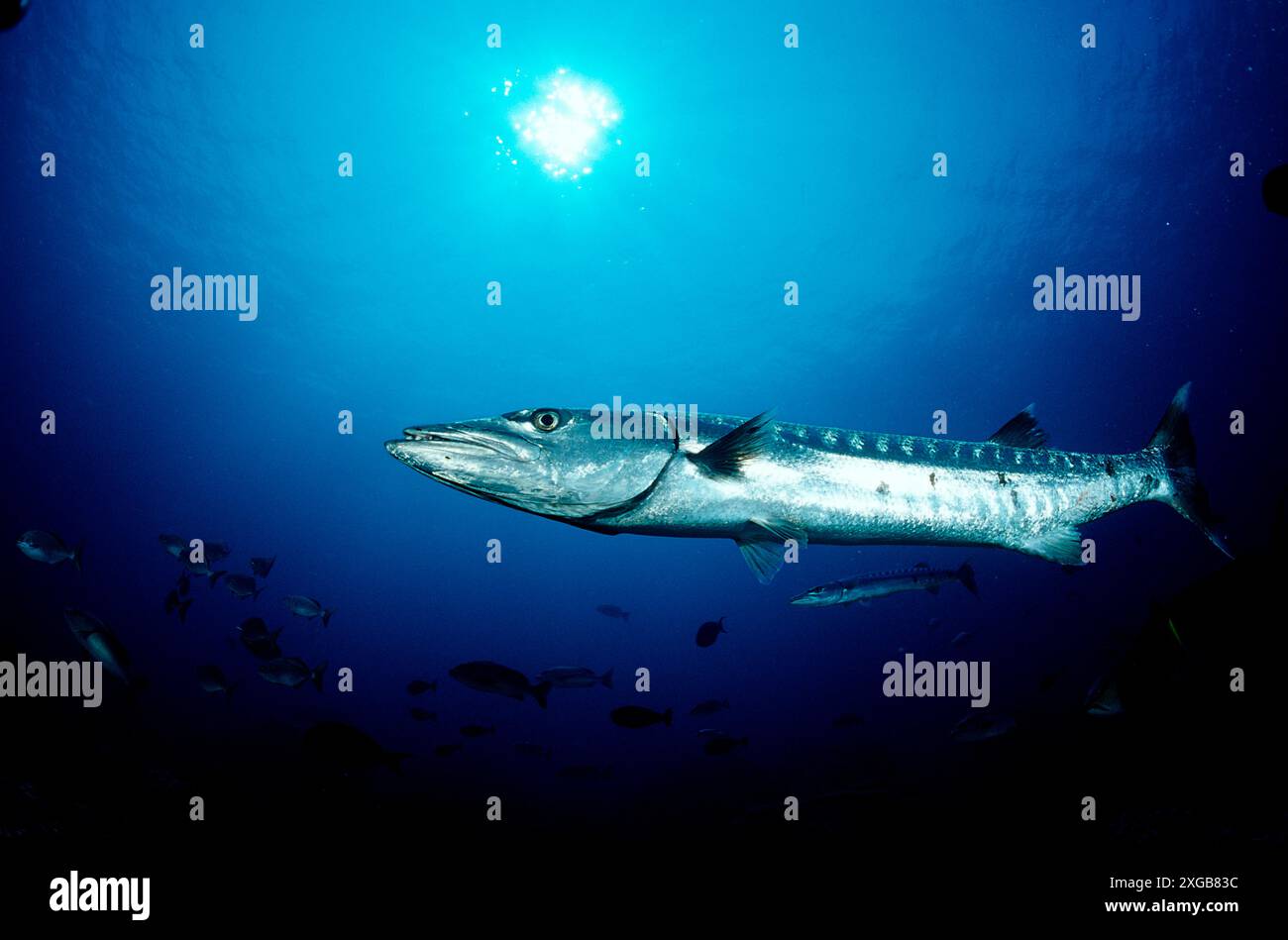 Great Barracuda, Sphyraena barracuda, Burma, Myanmar, Birma, Indian ...