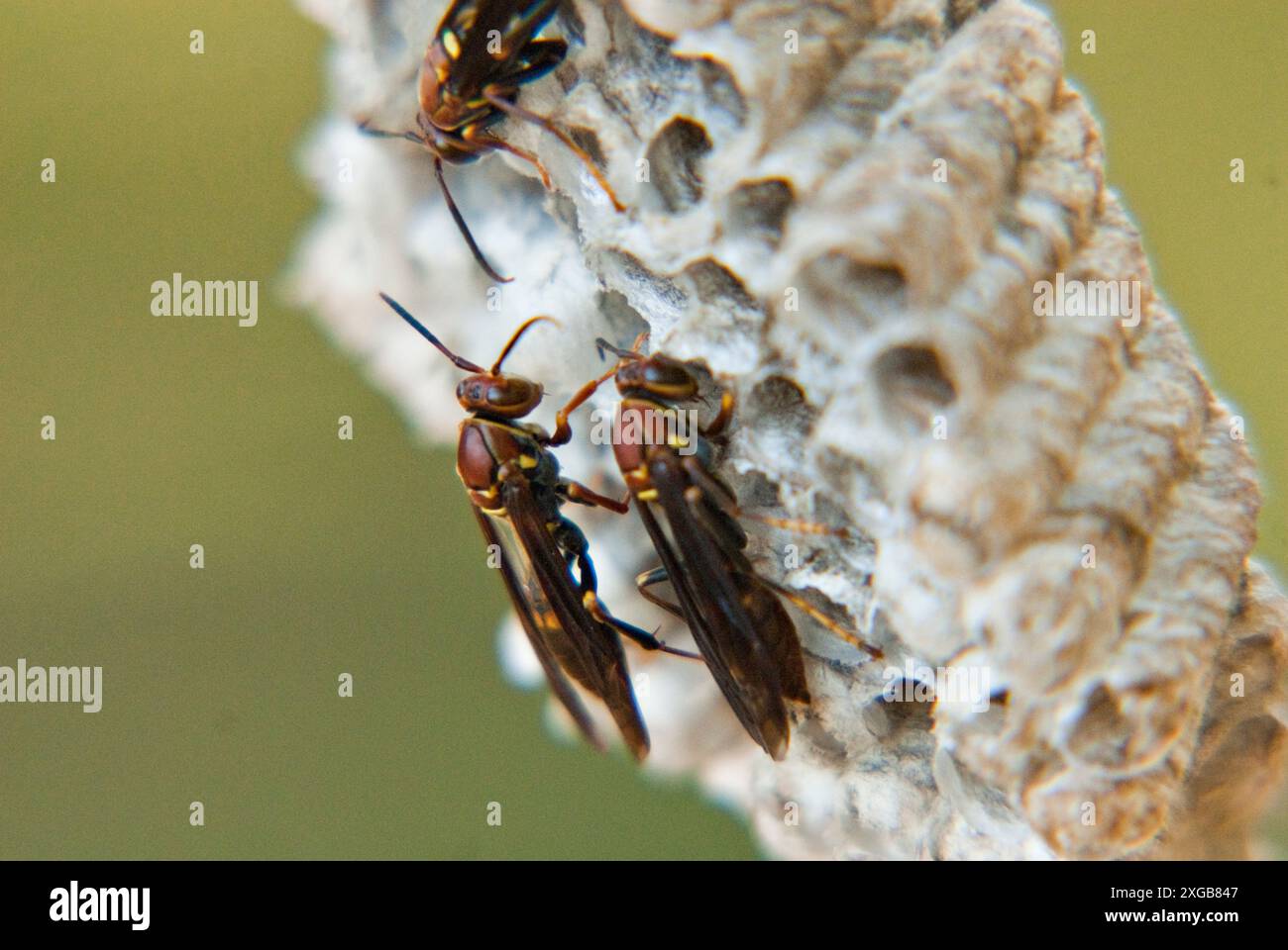 Wasps nest in rainforest hi-res stock photography and images - Alamy