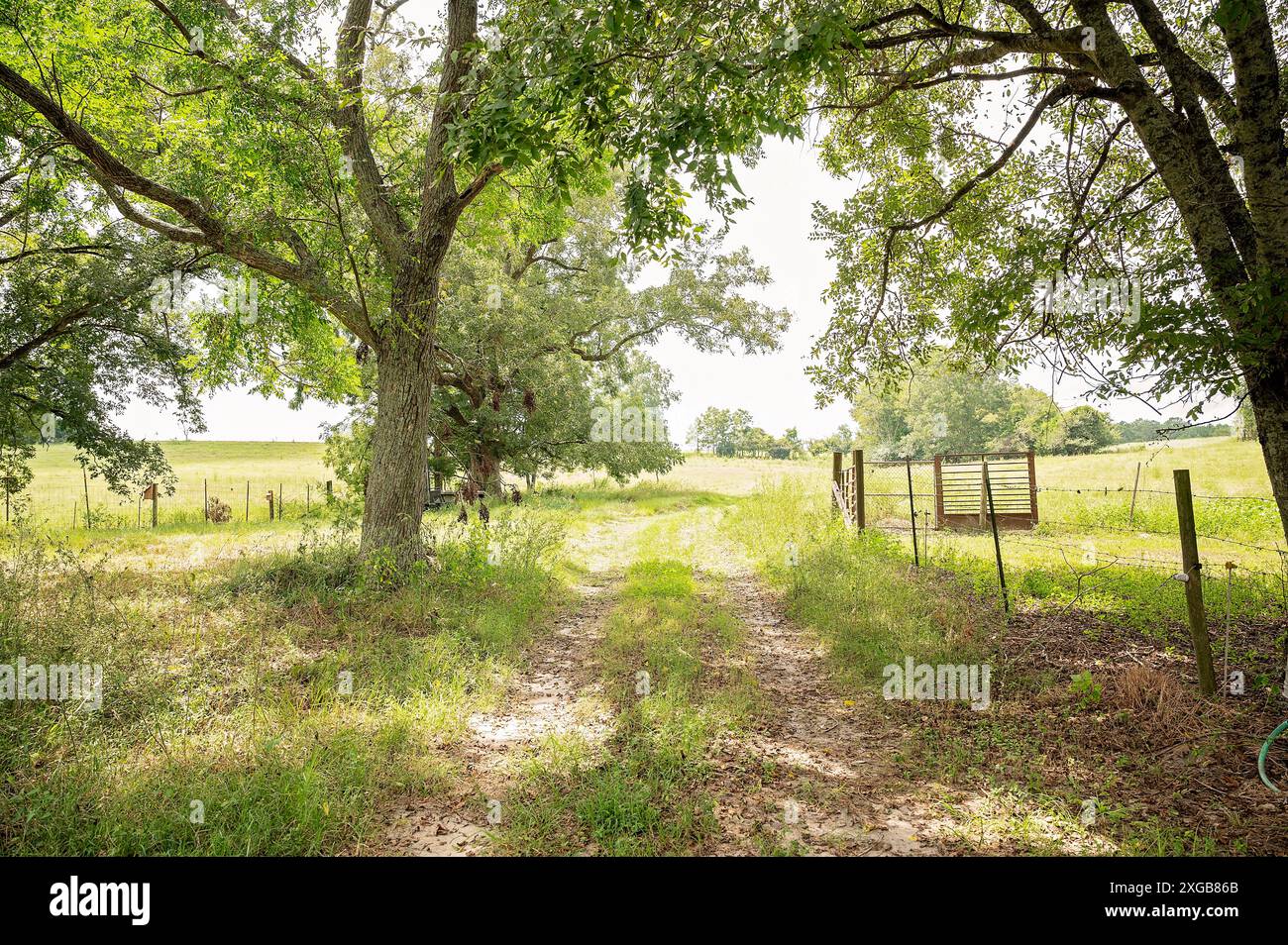 Dirt path surrounded by trees leading to an open field Stock Photo - Alamy