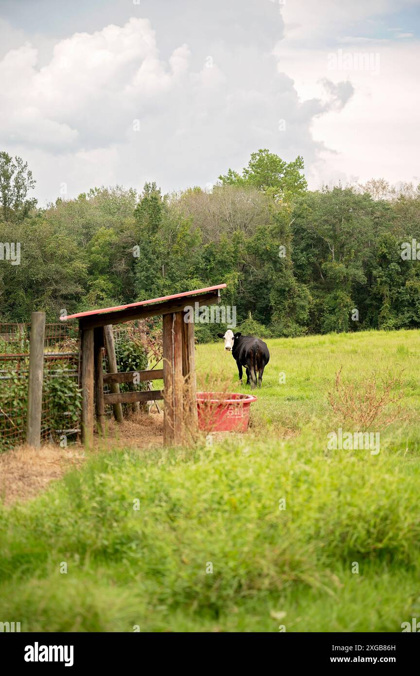 Cow standing near a small shed and water trough in a grassy field Stock ...