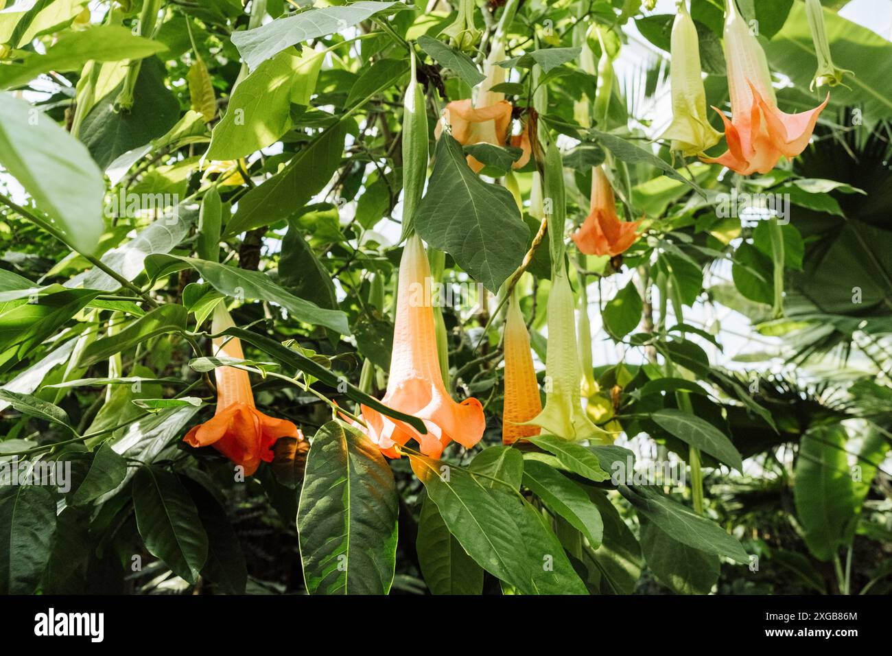 Orange and White Angel Trumpet Flowers Blooming in a Greenhouse Stock ...