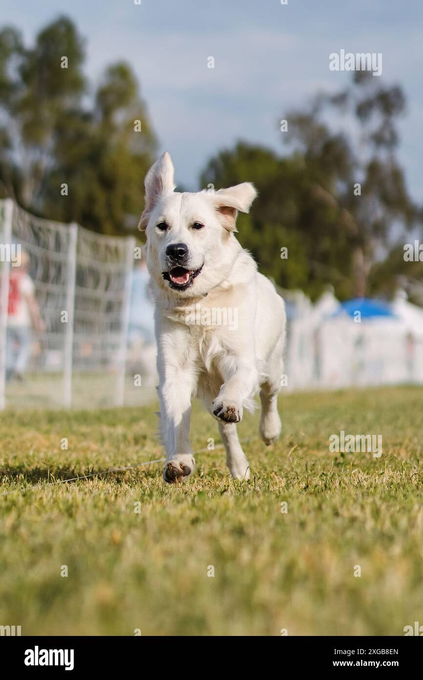 light english cream golden retriever dog running lure course sport ...