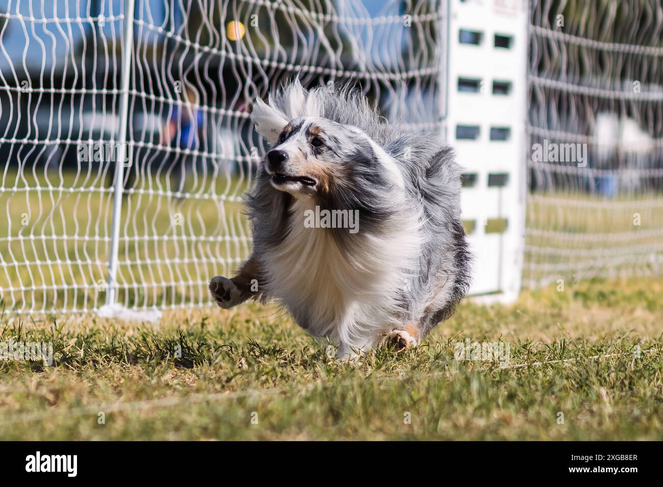 Gray Merle Shetland Sheepdog Sheltie running lure coursing dog sport ...