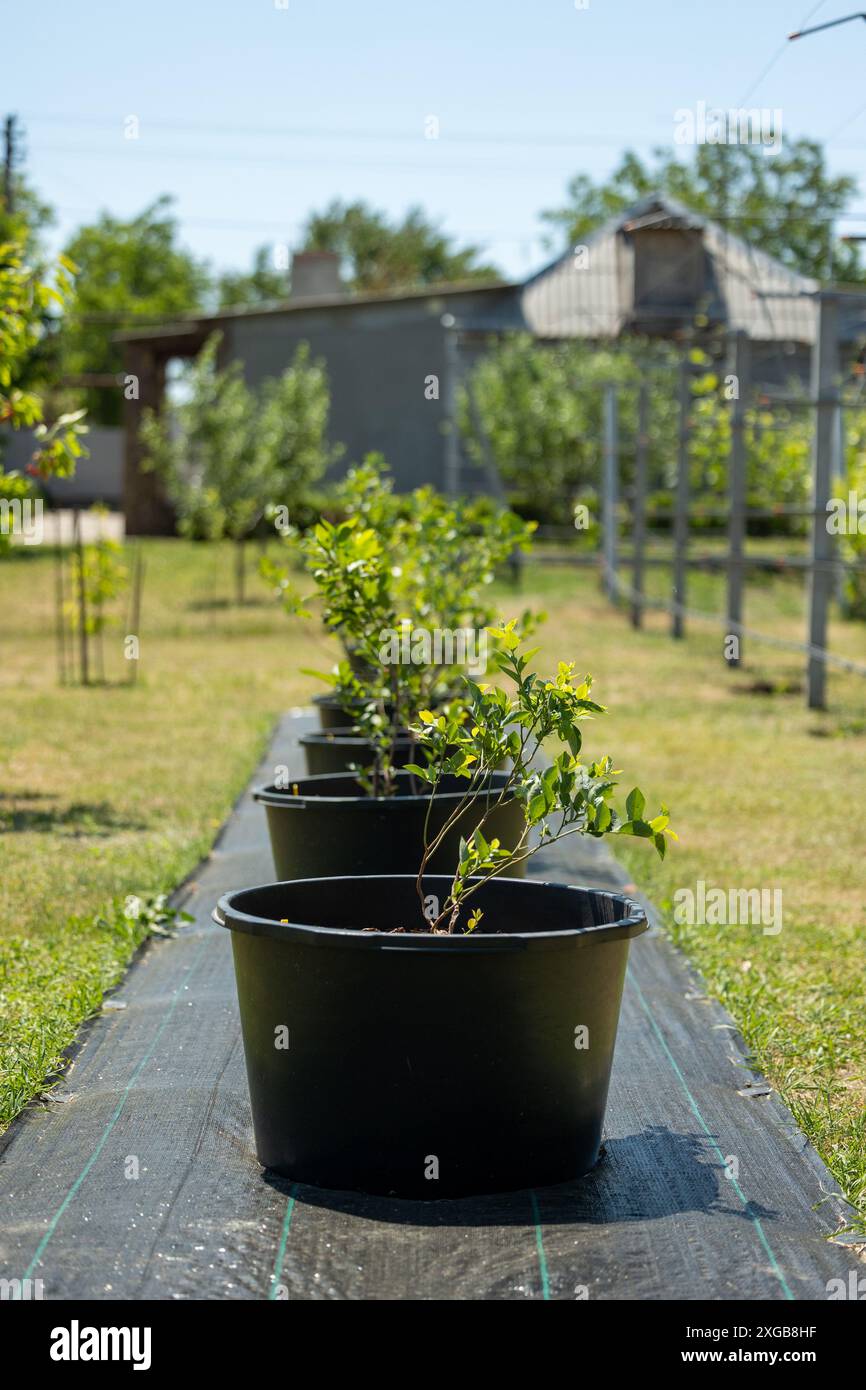Young blueberry bushes in pots in the garden Stock Photo - Alamy