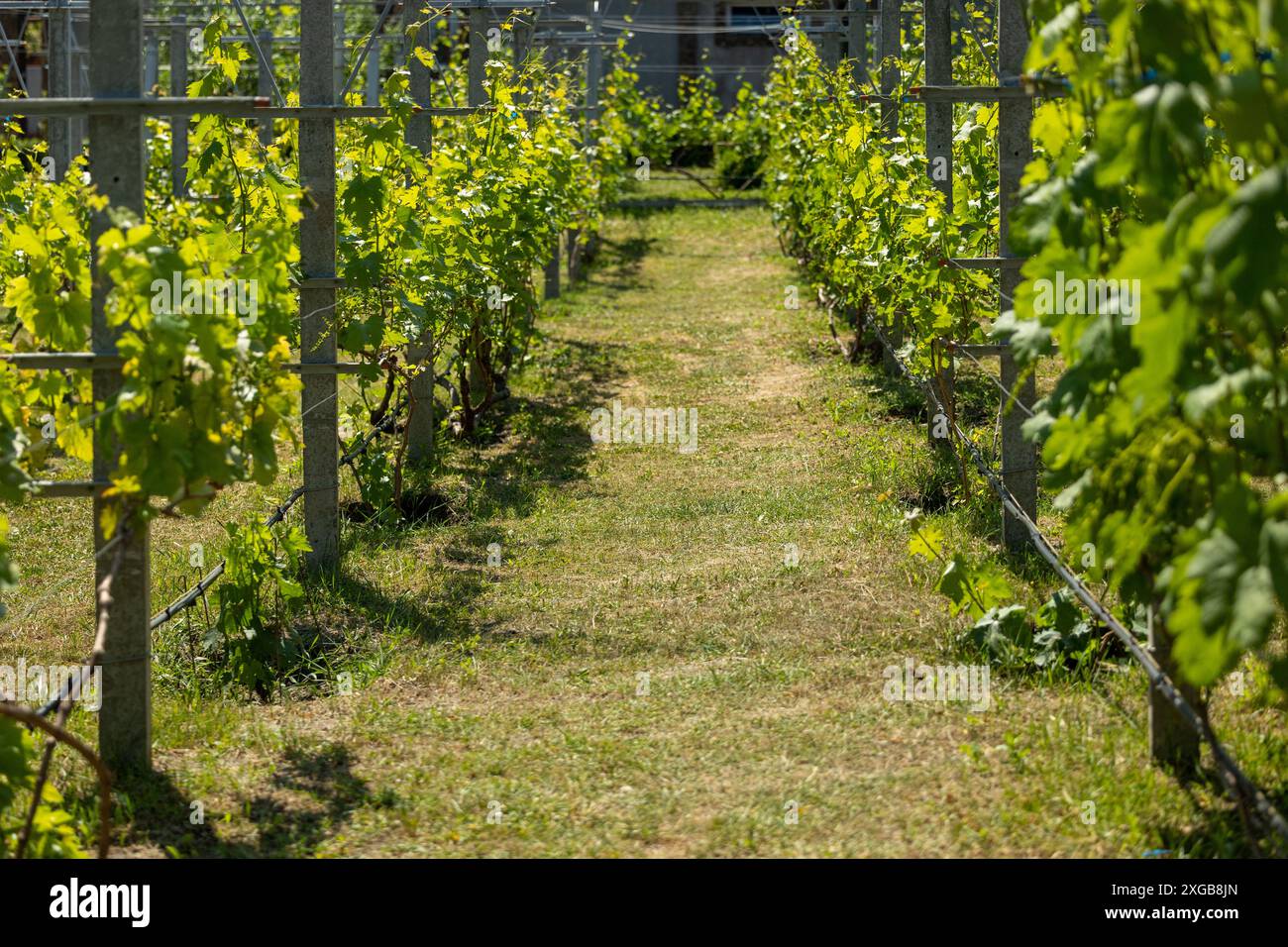 Vineyard pillars hi-res stock photography and images - Alamy