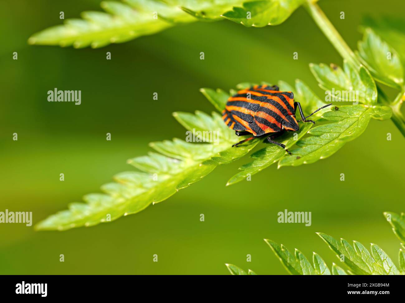 Italian stink bug resting on a leaf Stock Photo - Alamy