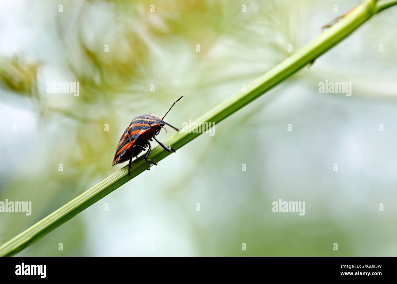 Italian stink bug crawling up on a stem of a plant Stock Photo - Alamy