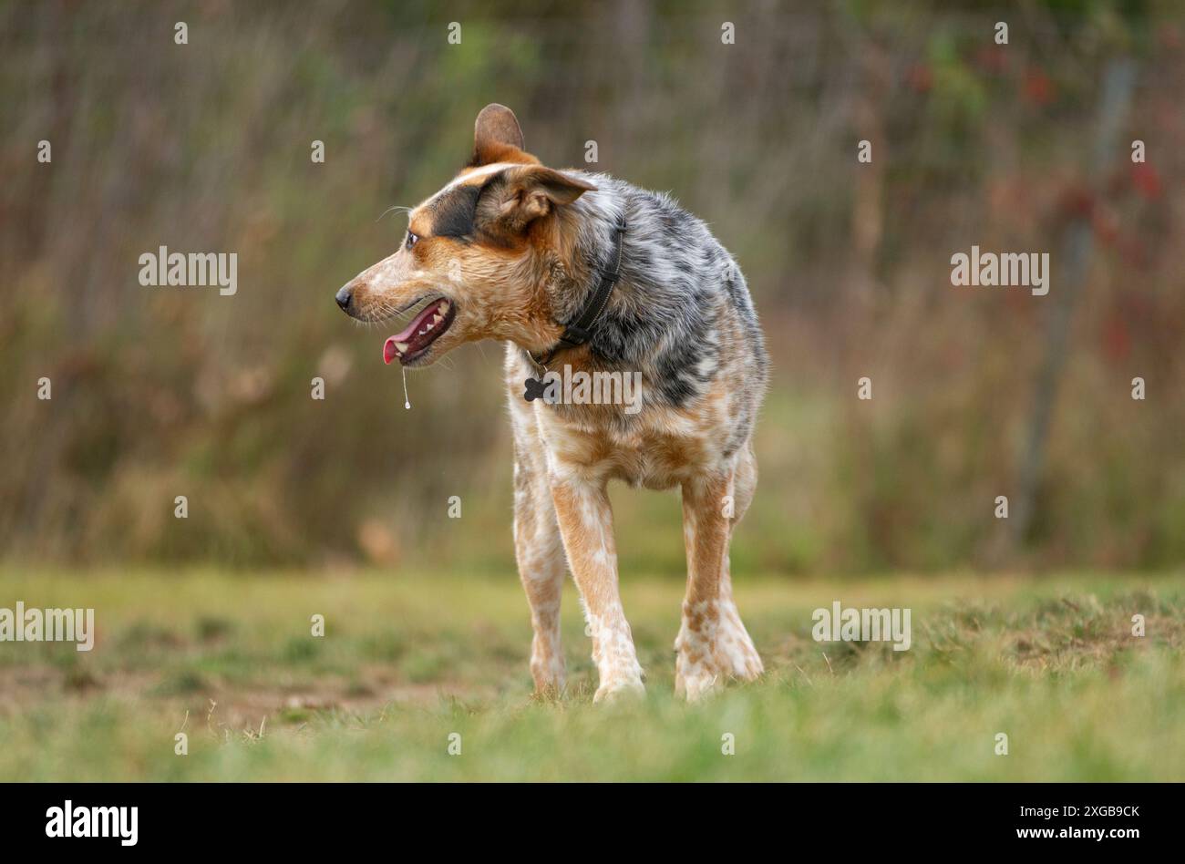Drool falls from a Blue Heelers mouth as he plays in a grassy meadow ...