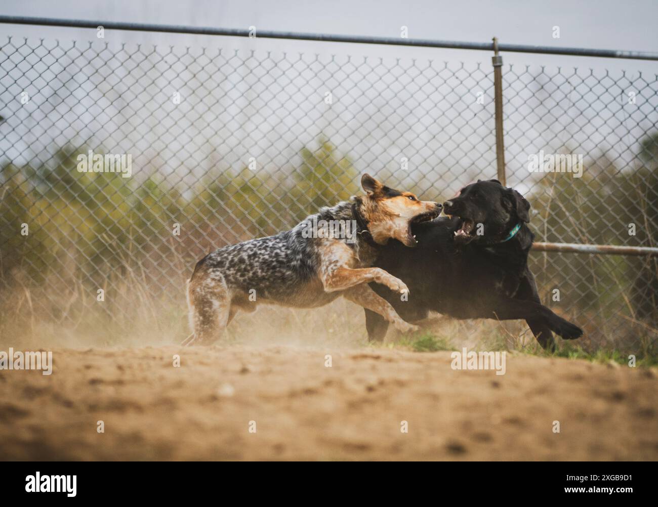 Two young dogs play together in a sandy field on a warm summer day ...