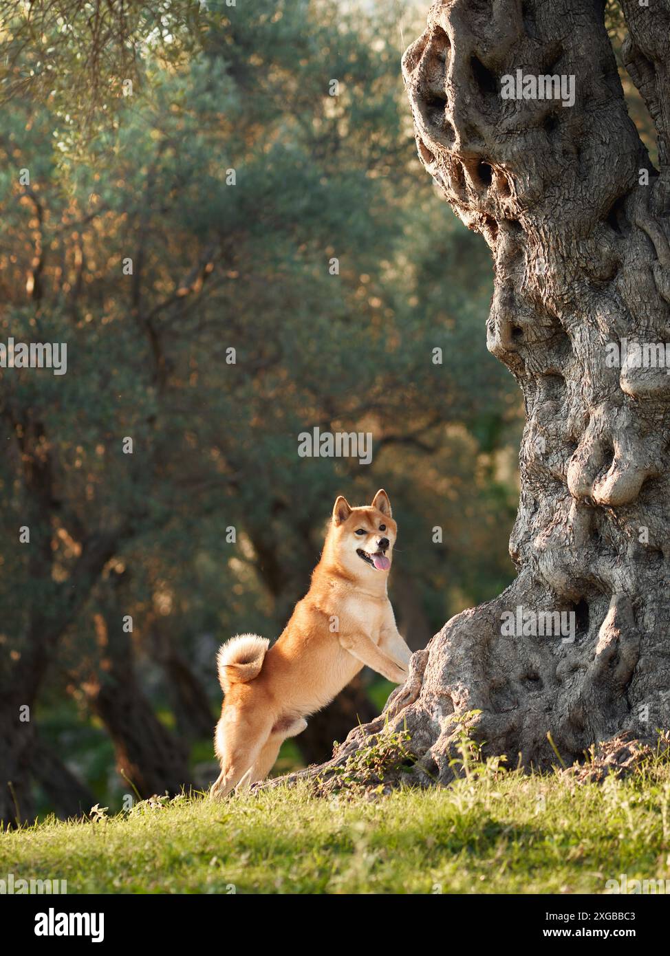 A Shiba Inu dog stands proudly by an ancient, gnarled tree, bathed in ...