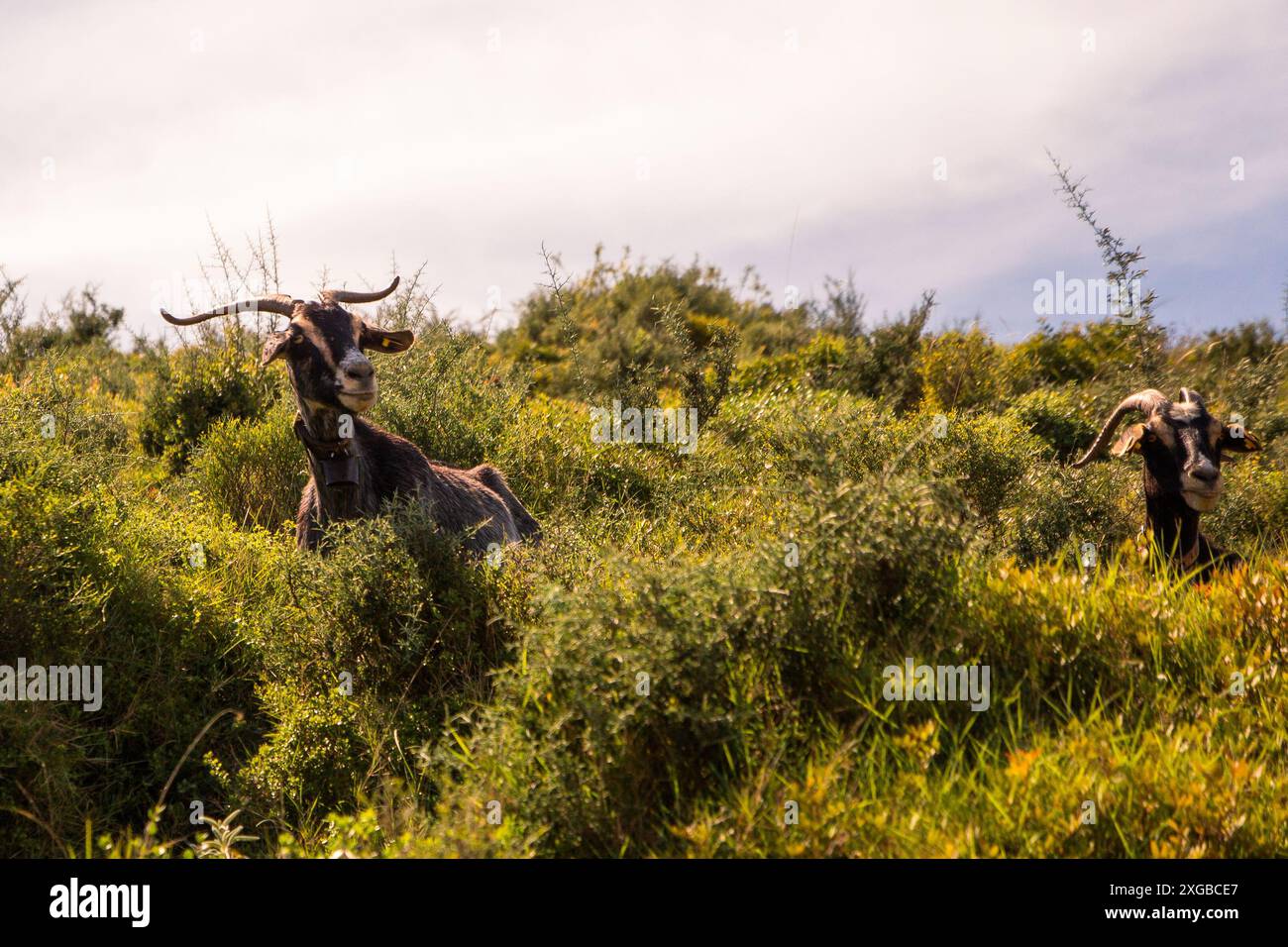 Mountain goat field animals in wild hi-res stock photography and images ...