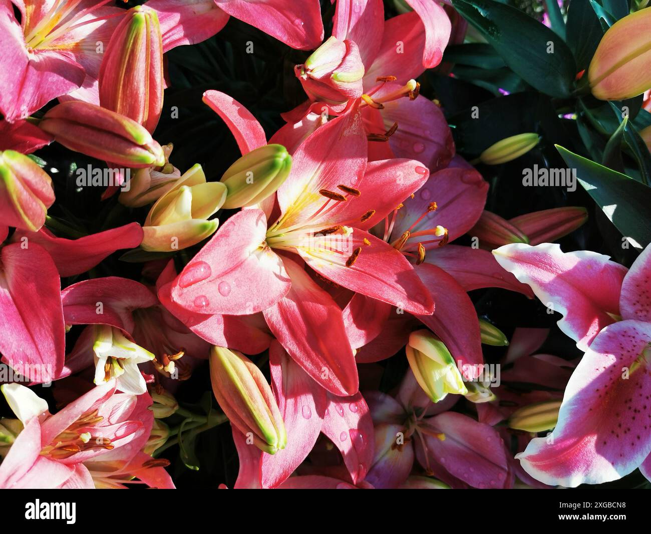 Lilly texture hi-res stock photography and images - Alamy