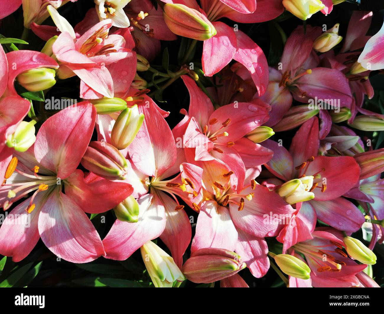 Lilly texture hi-res stock photography and images - Alamy