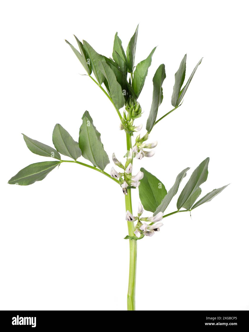 Green bush of fava beans with flowers, isolated on white background ...