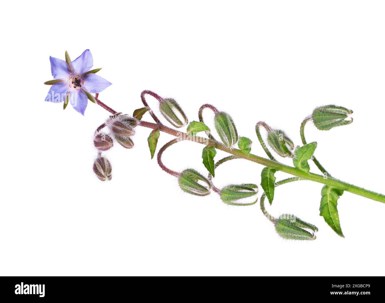 Borage flowers isolated on white background. Borago officinalis bush ...