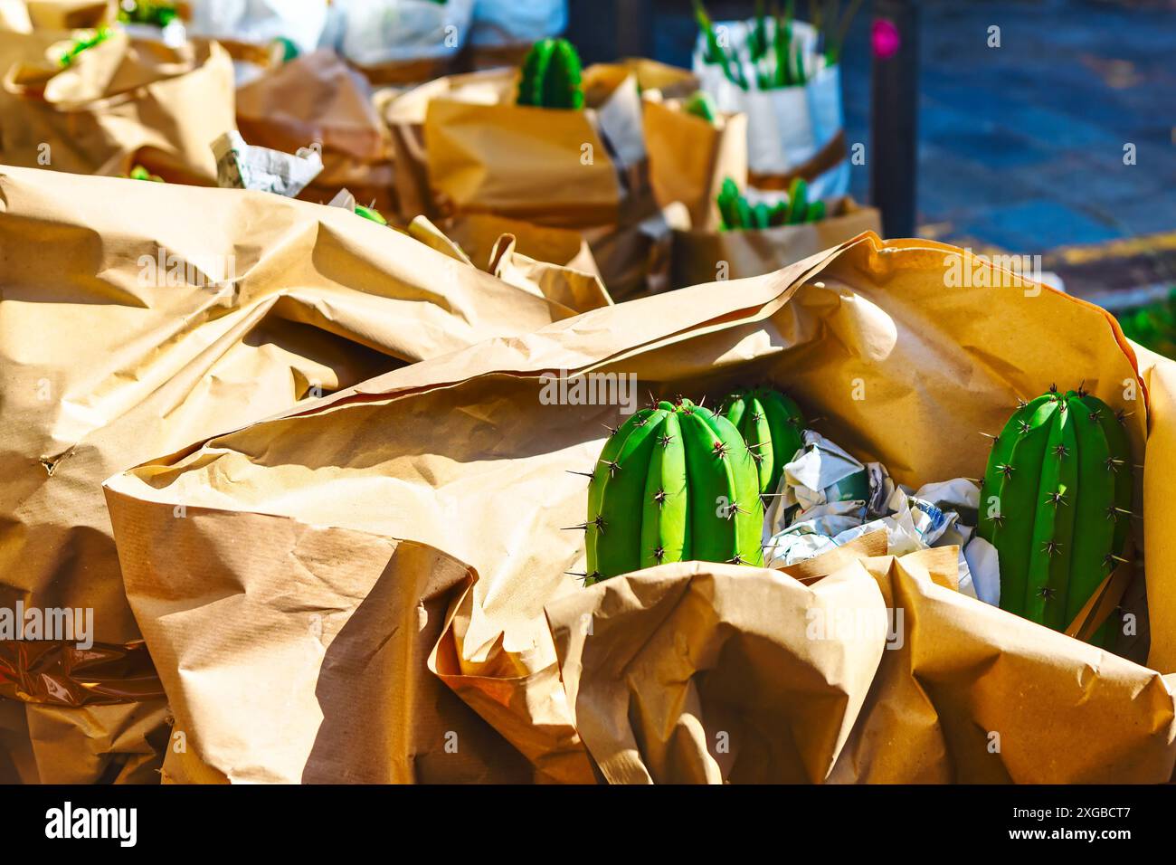Bunch of cacti are in paper bags. Cactus plants in paper packaging for ...