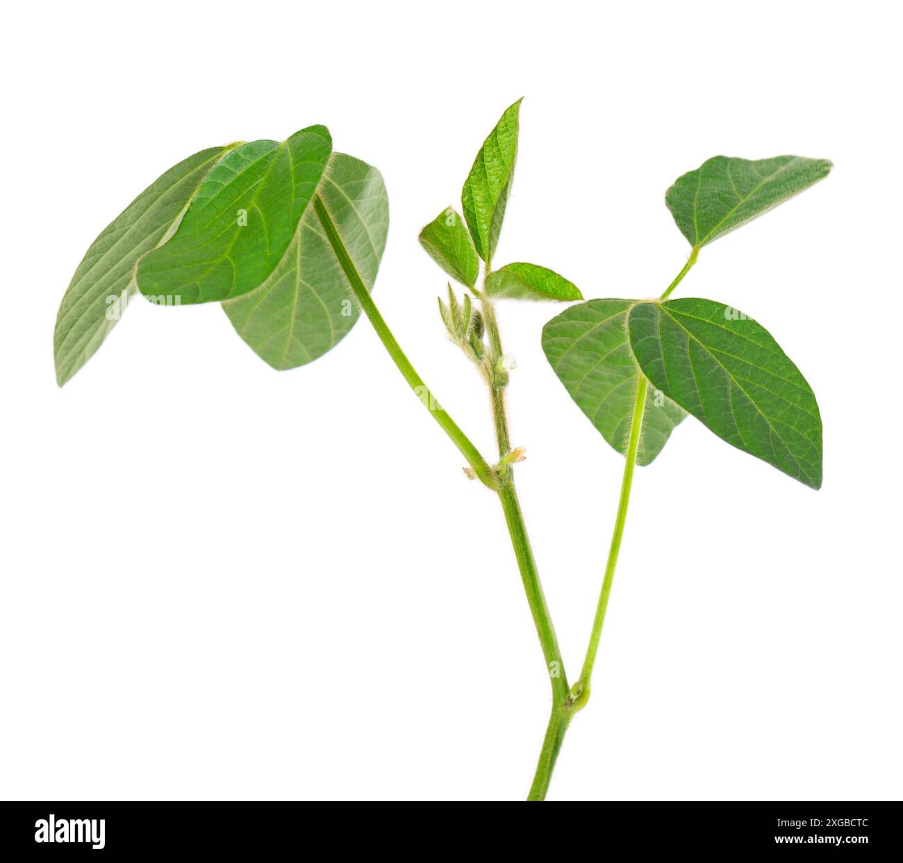 Green soybean bush isolated on white background. Soy bean plant Stock ...