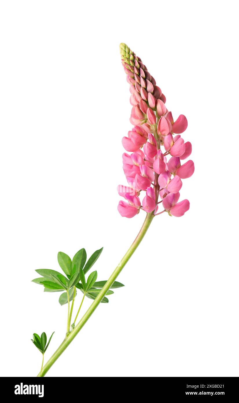 Lupin flower lupinus Cut Out Stock Images & Pictures - Alamy