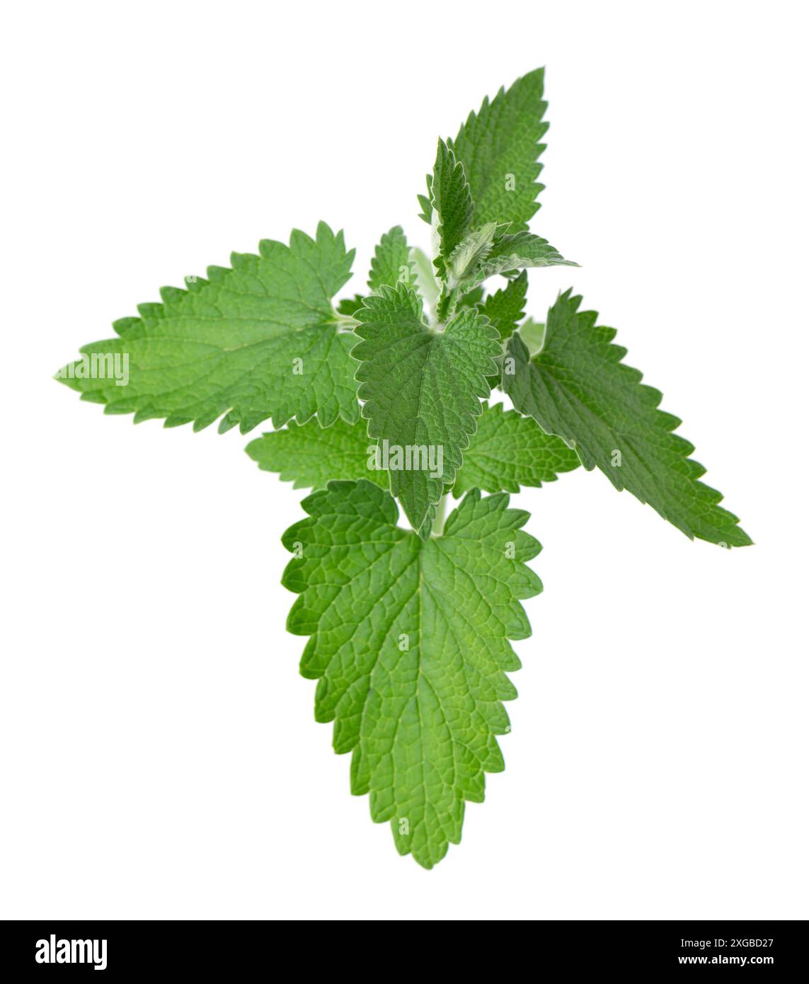 Green leaves of lemon balm or melissa plant isolated on white ...