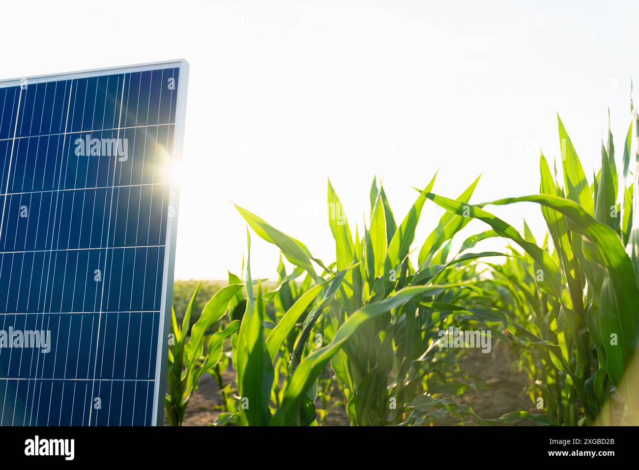 Solar panel and wind turbine on a corn field. Sustainable energy Stock ...